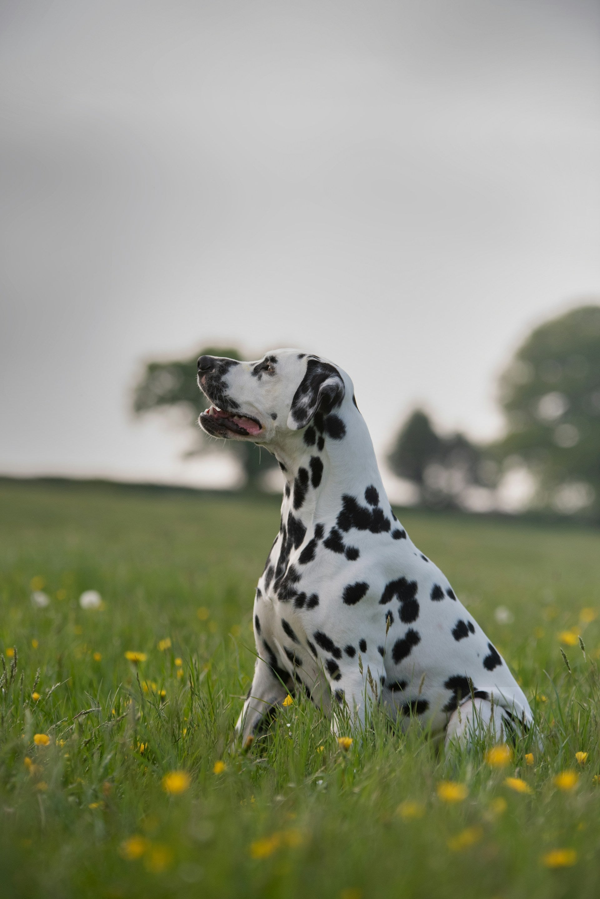 Case of the month: recurrent urate stones in a Dalmatian – VNG